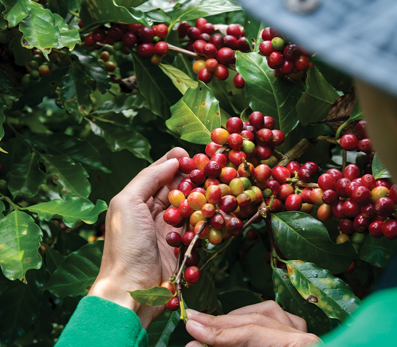 Capacity - Pull's Coffee